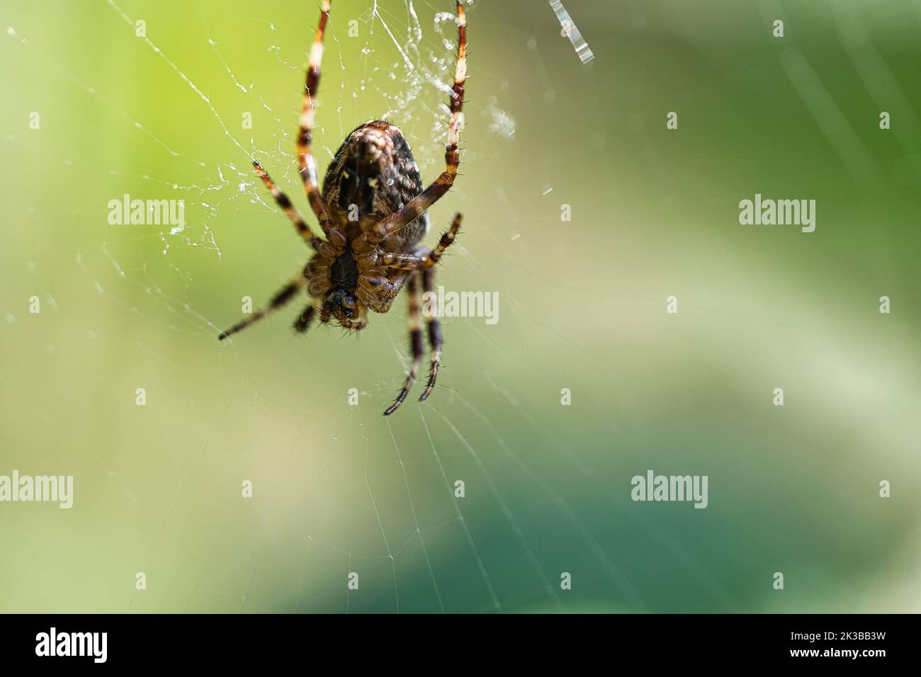 Cross spider in a spider web, lurking for prey. Blurred background. A ...