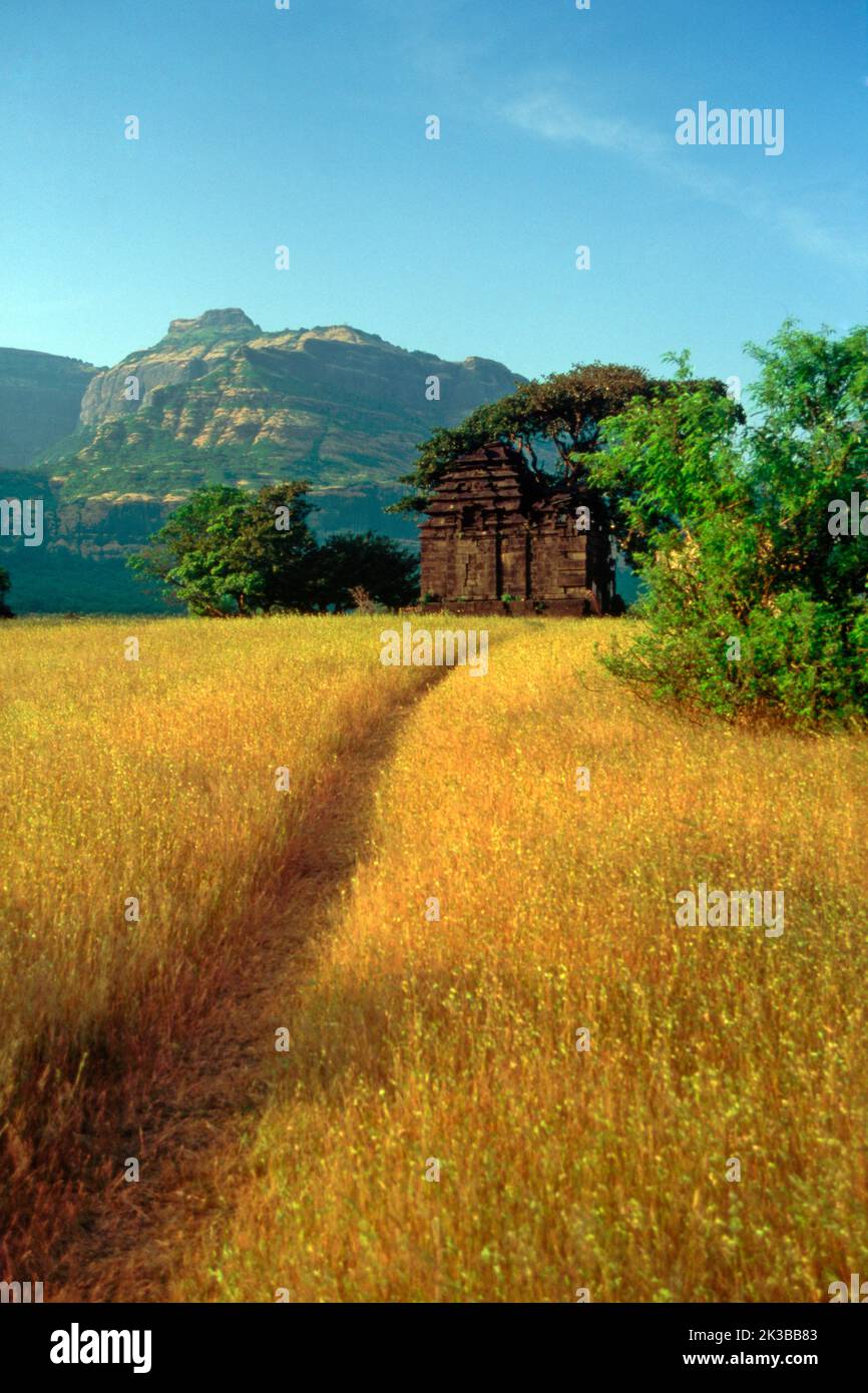 Road from dry golden grass to Khireshwar Temple in Malshej Ghat state ...
