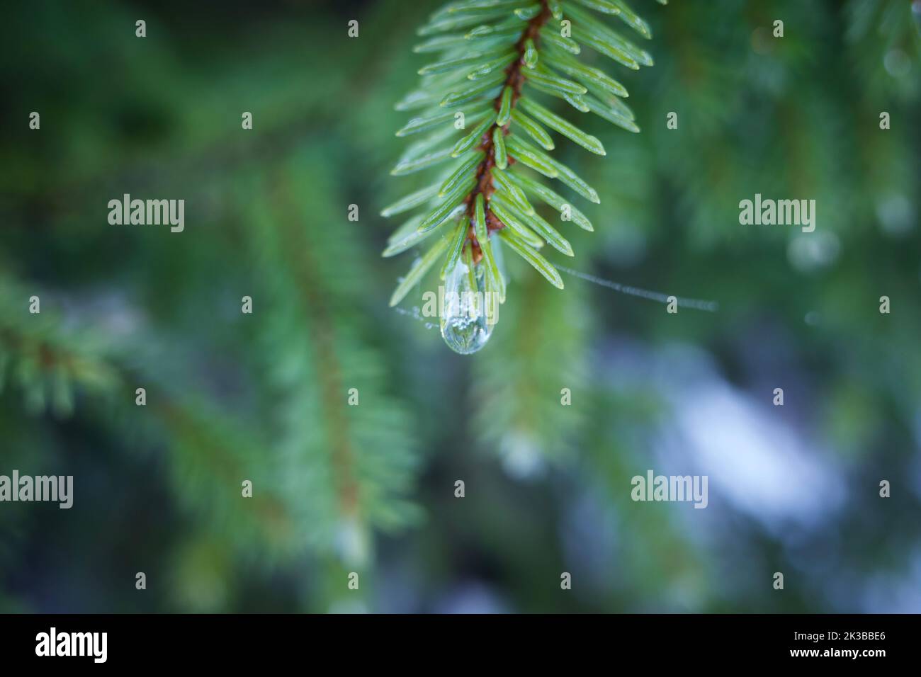 Frozen water drop on a tree Stock Photo - Alamy