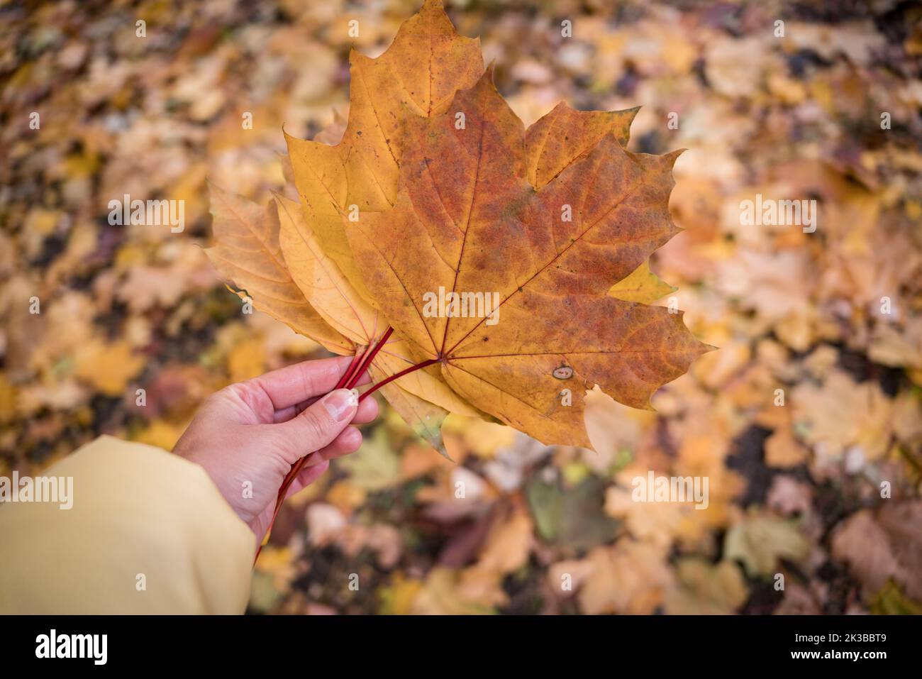 Bright and colorful autumn leaves Stock Photo - Alamy