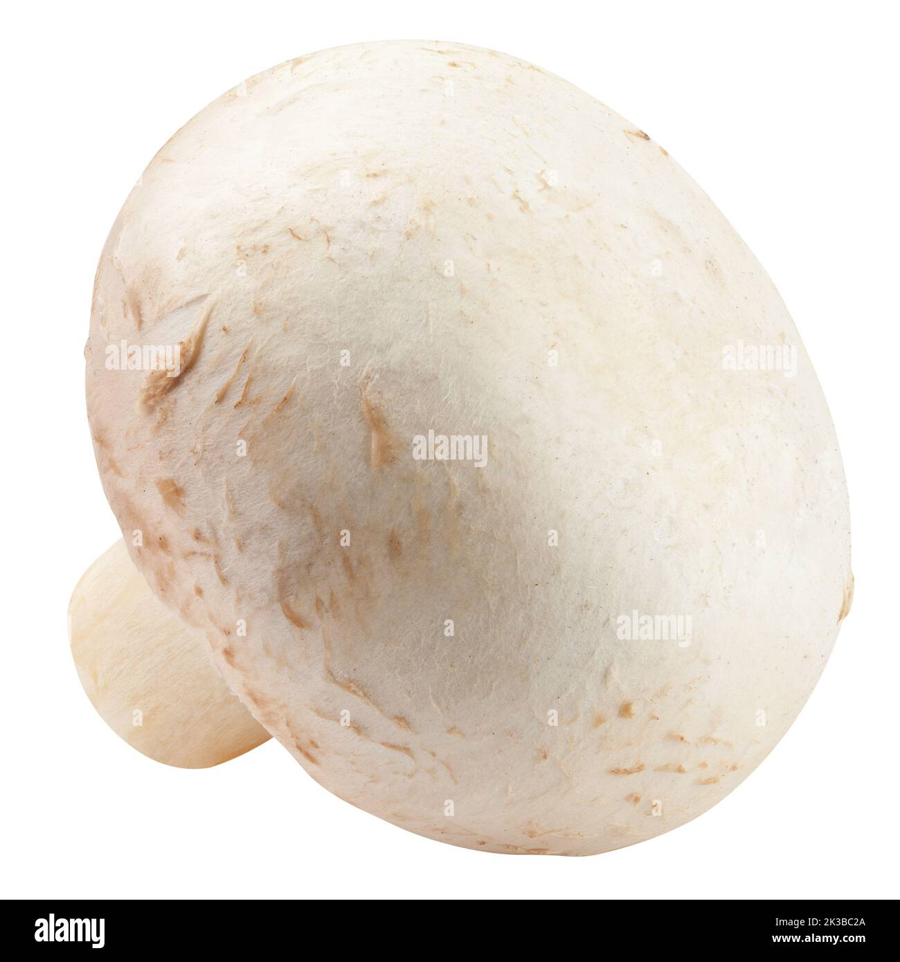 champignon, mushroom, isolated on white background, clipping path, full ...