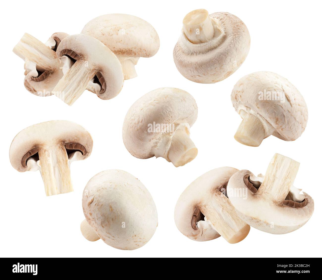 champignon, mushroom, isolated on white background, clipping path, full ...