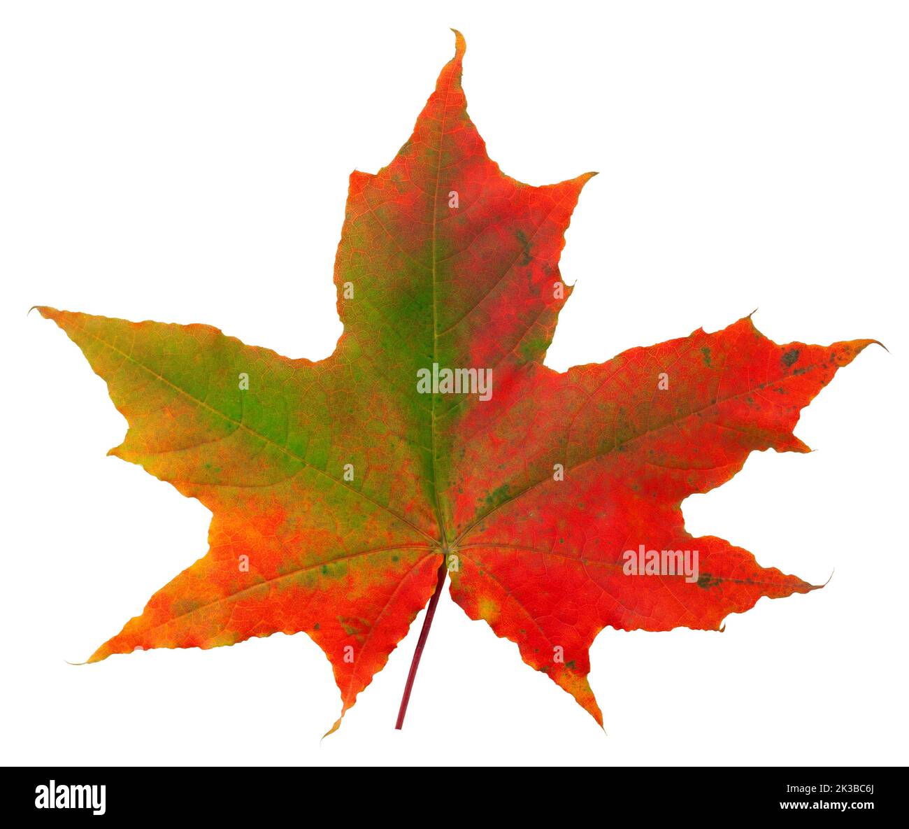 autumn maple leaf isolated on white background, clipping path, full depth of field Stock Photo ...