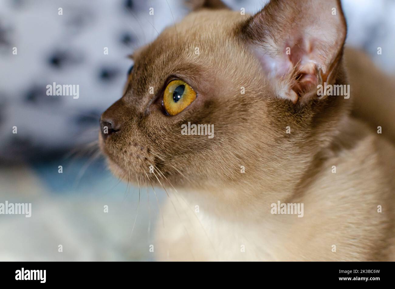 Burmese cat hand hi-res stock photography and images - Alamy
