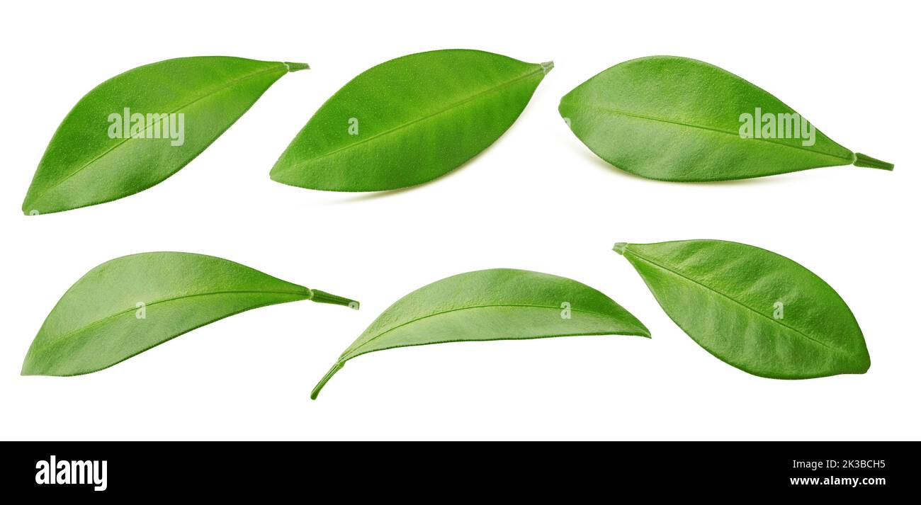 Citrus leaf, lemon, grapefruit, orange, lime, kumquat, isolated on ...