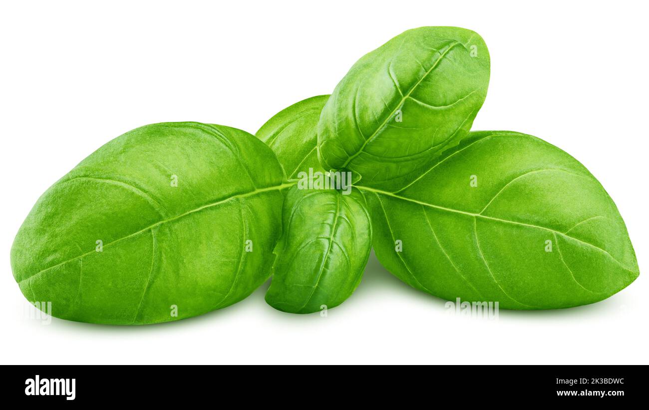 fresh basil, isolated on white background, clipping path, full depth of ...