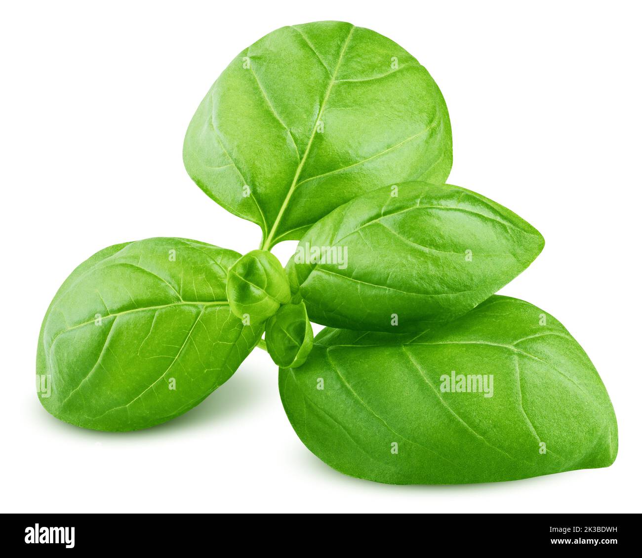 fresh basil, isolated on white background, clipping path, full depth of ...