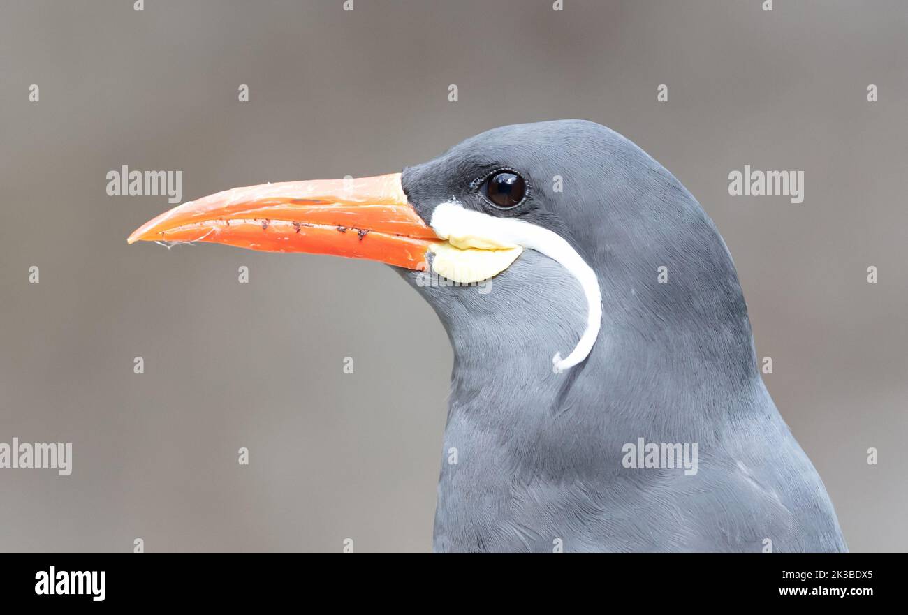 Healthy Inca Tern (closeup) - These birds are native to Peru and Chili ...