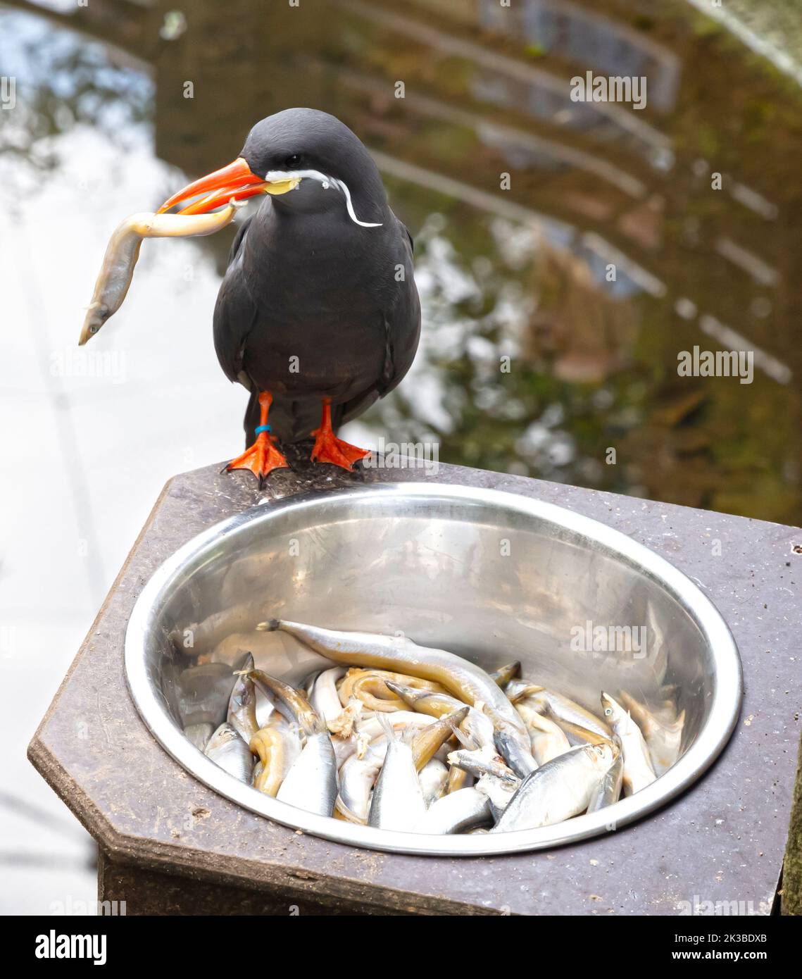 Tern eating fish hi-res stock photography and images - Alamy