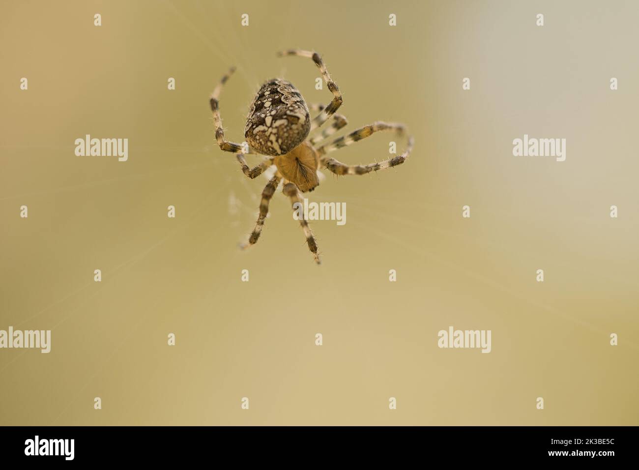 Cross spider shot crawling on a spider thread. Halloween fright ...