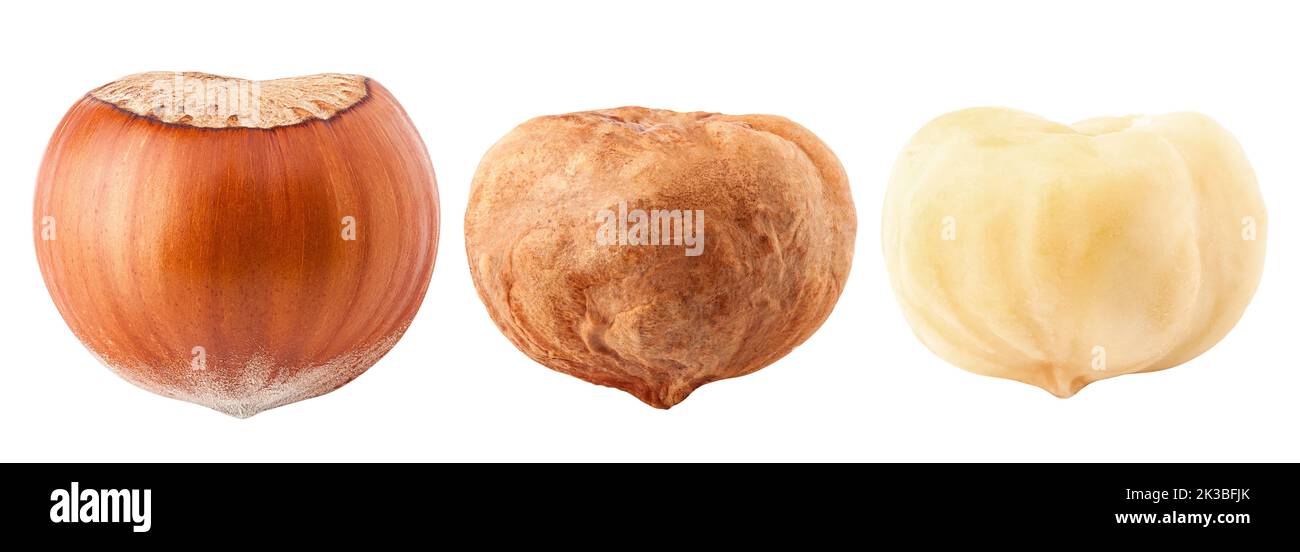 hazelnut isolated on white background, clipping path, full depth of ...