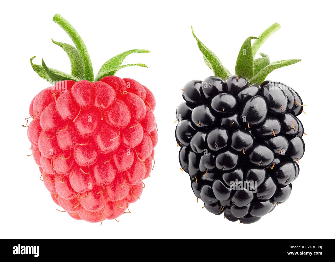 wild berries, raspberry, blackberriy isolated on white background ...