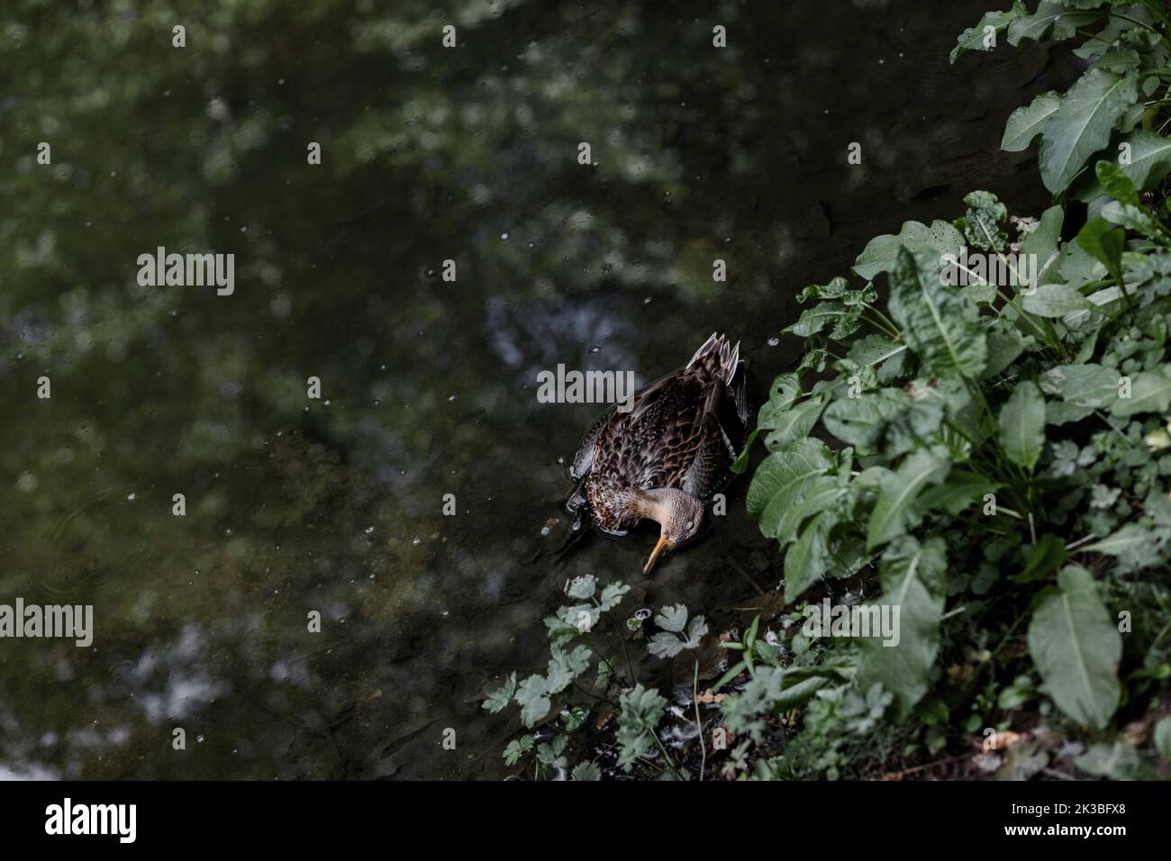 Dead duck for sale hi-res stock photography and images - Alamy