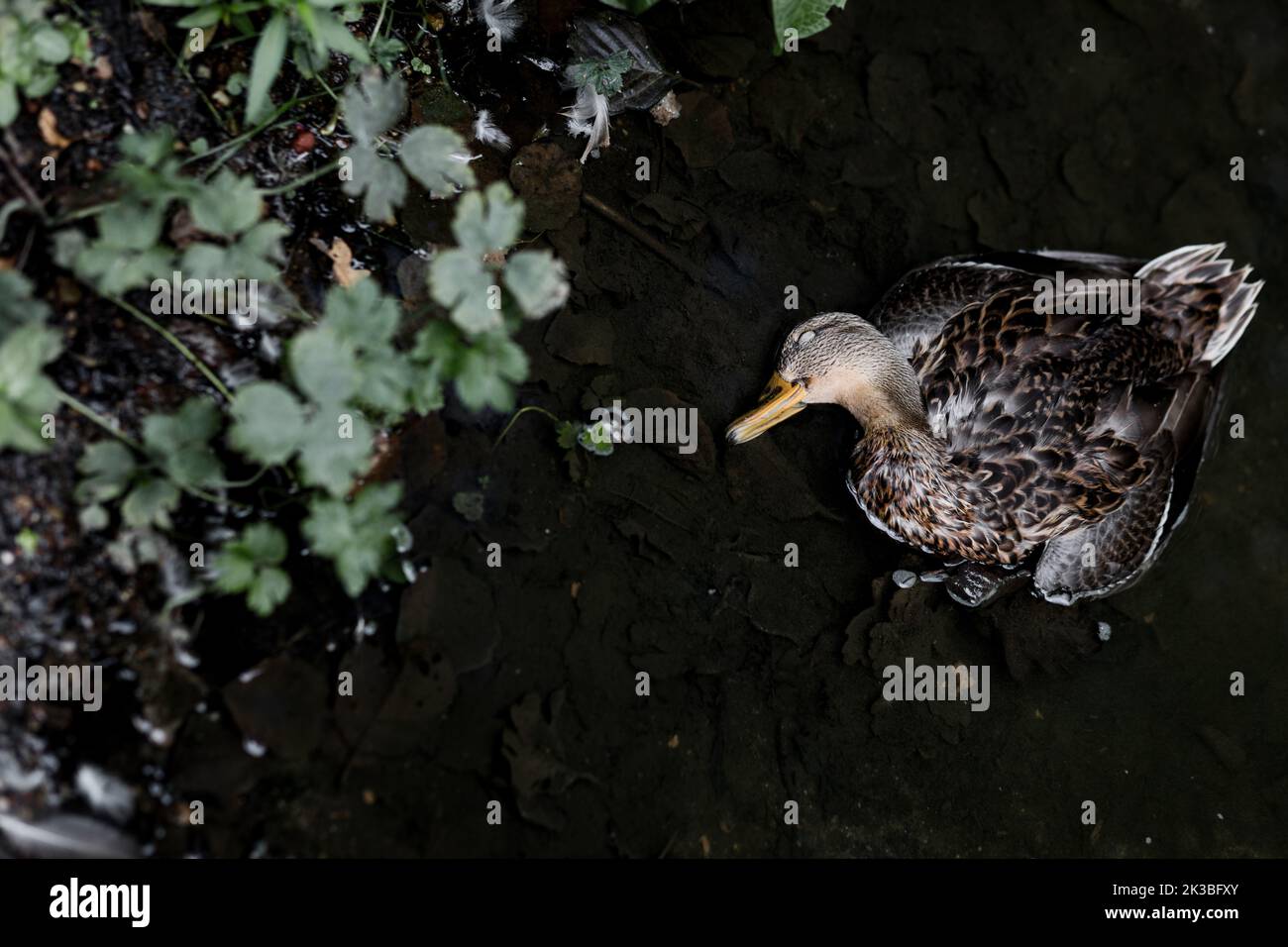 dead duck in the pond. environmental pollution Stock Photo - Alamy
