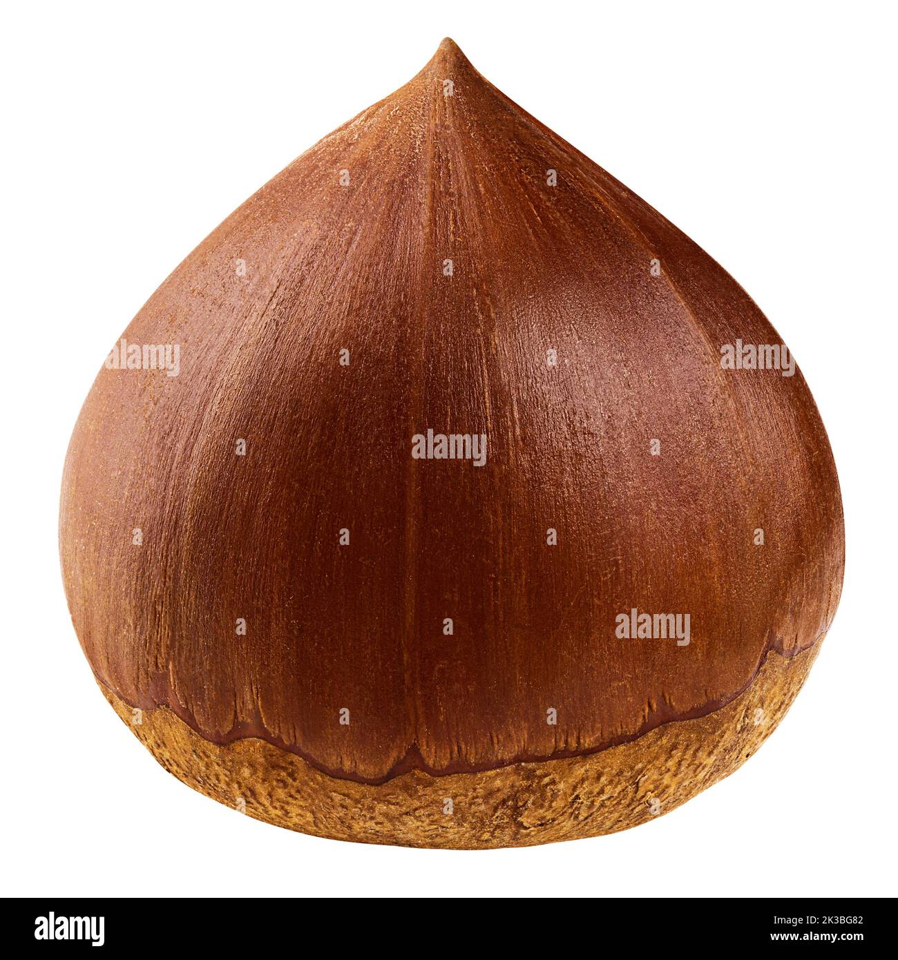 Chestnut, isolated on white background, clipping path, full depth of ...