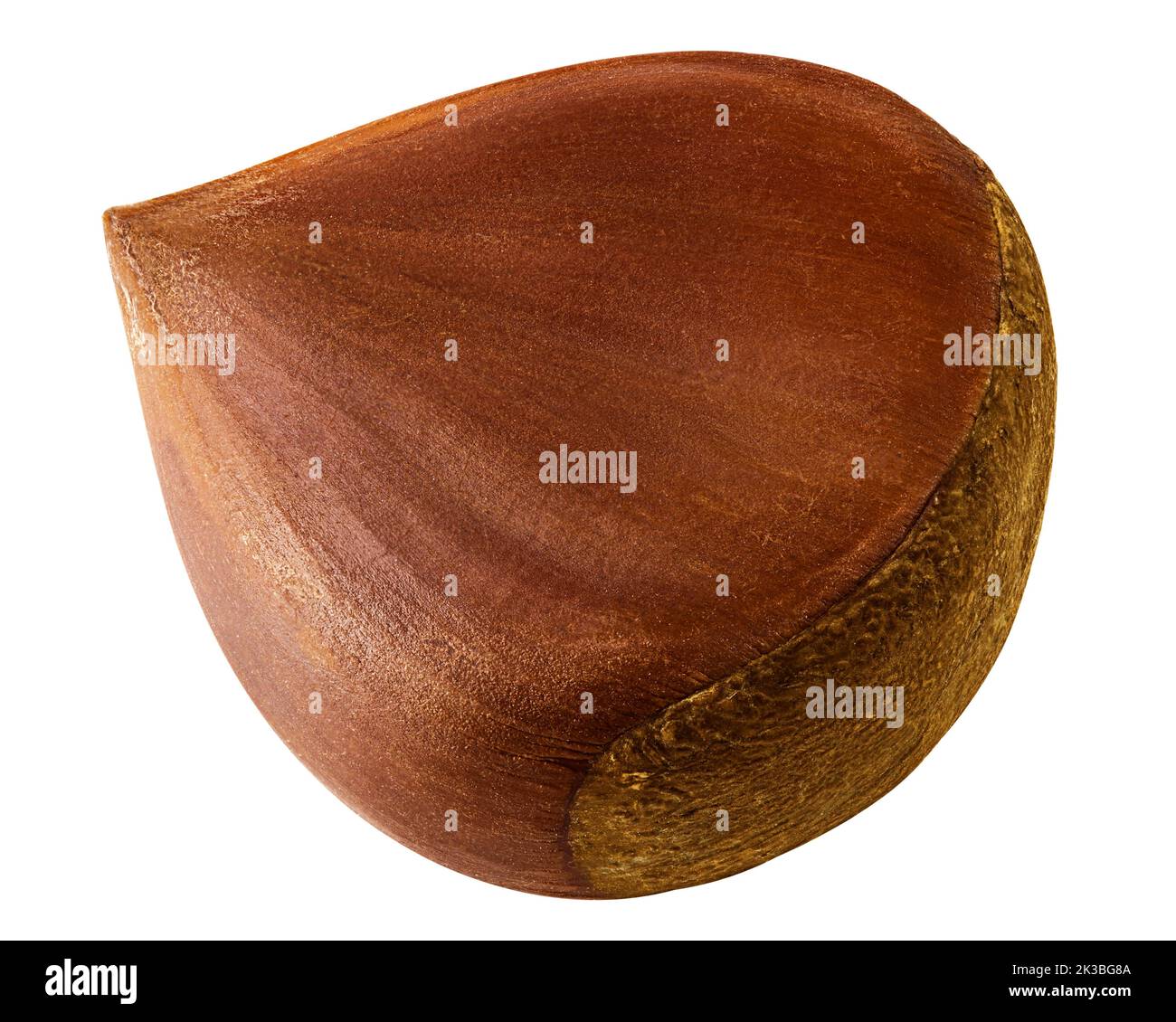 Chestnut, isolated on white background, clipping path, full depth of ...