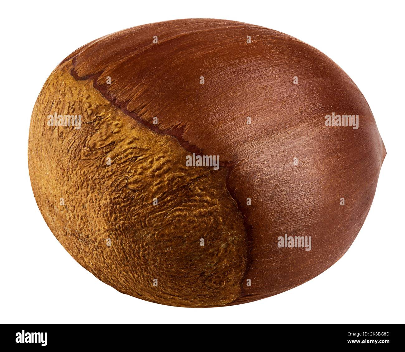 Chestnut, isolated on white background, clipping path, full depth of ...