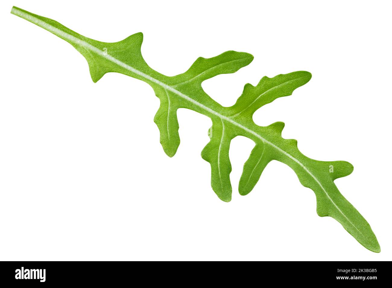 Arugula, rocket, eruca, rucola, isolated on white background, clipping ...