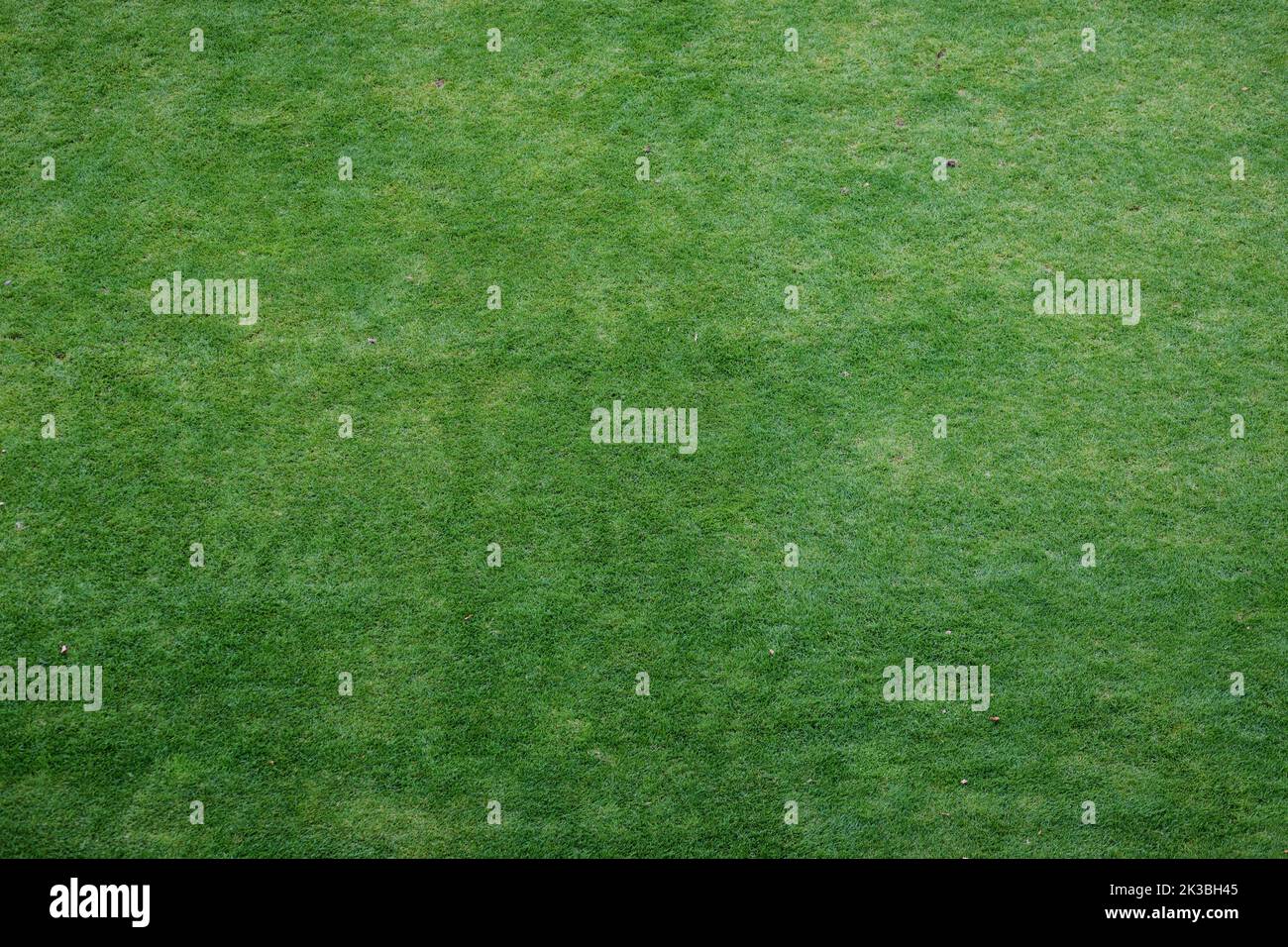 Green grass background. grass turf floor texture Stock Photo - Alamy