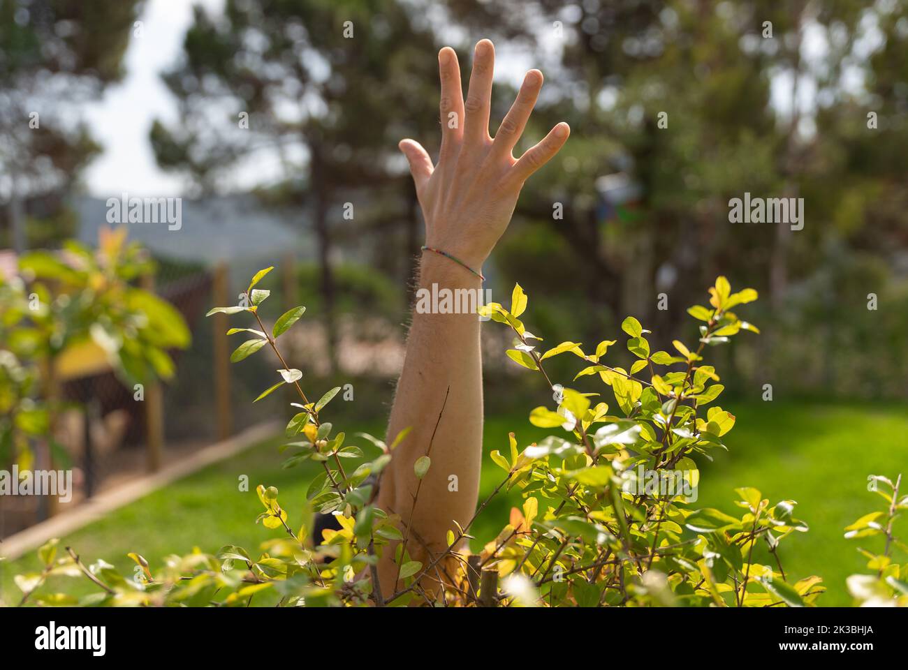 A hand reaching for the up from the green bush Stock Photo - Alamy