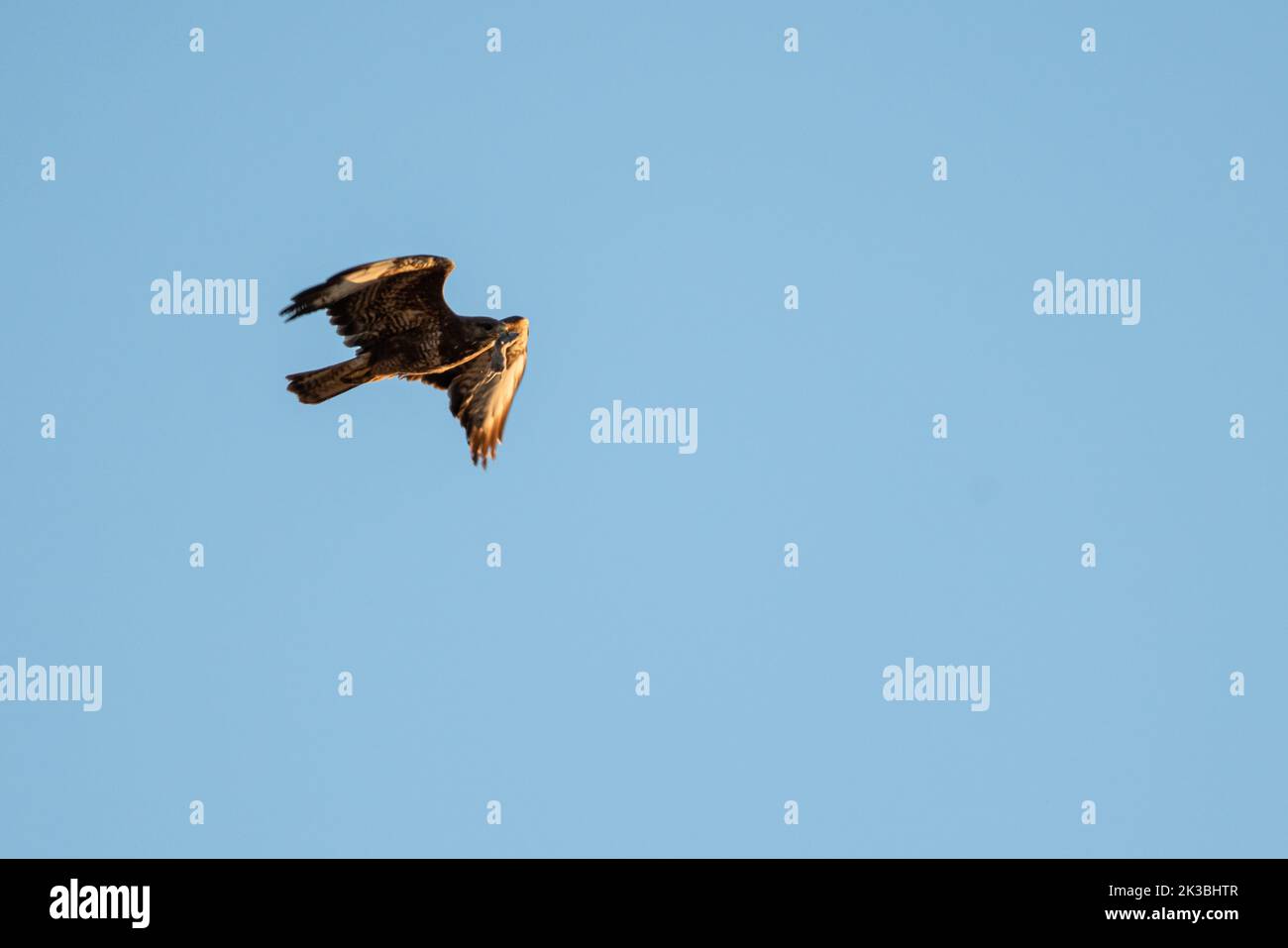 A beautiful view of a Common buzzard flying in the blue sky Stock Photo ...