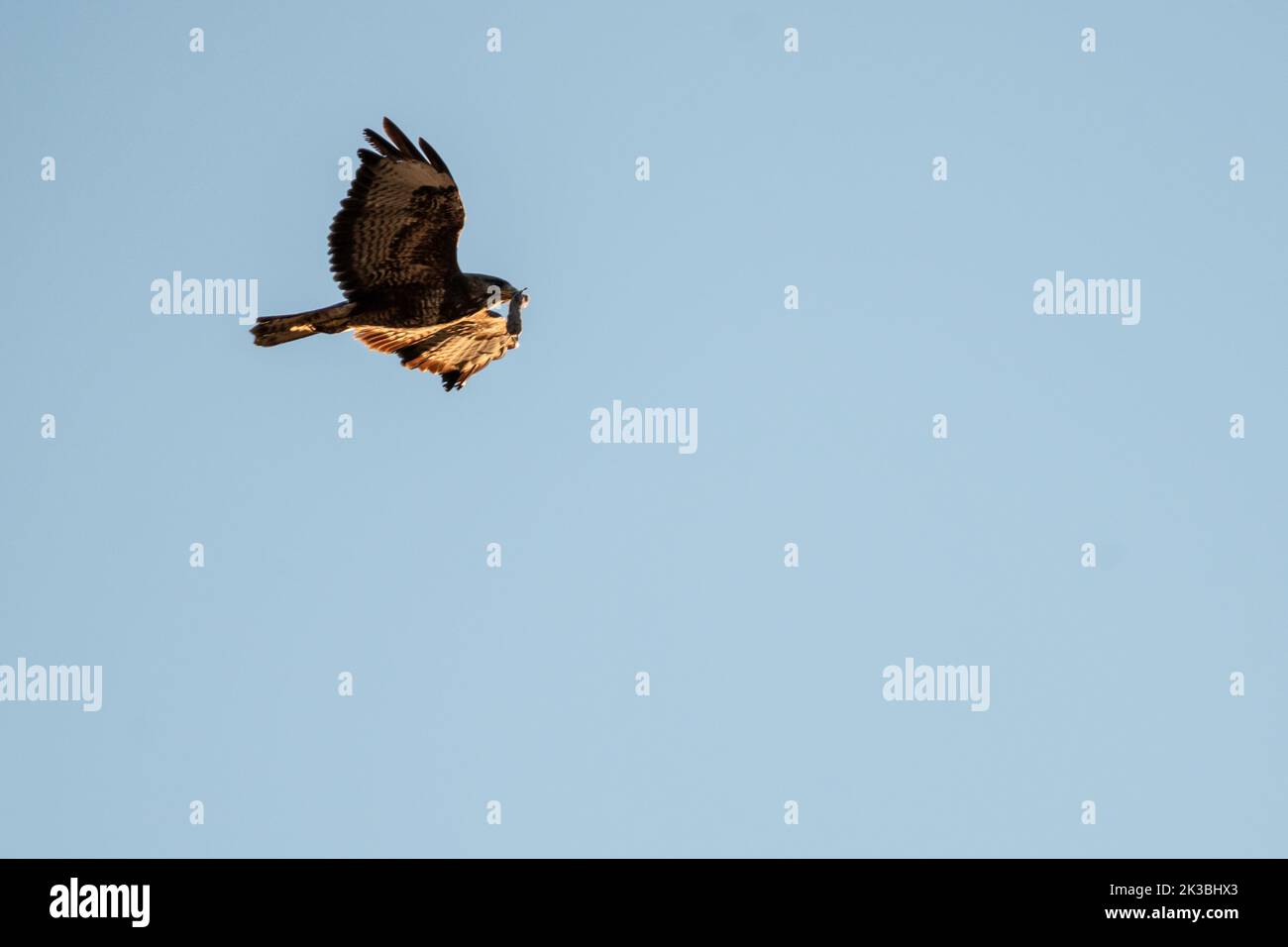 A beautiful view of a Common buzzard flying in the blue sky with ...