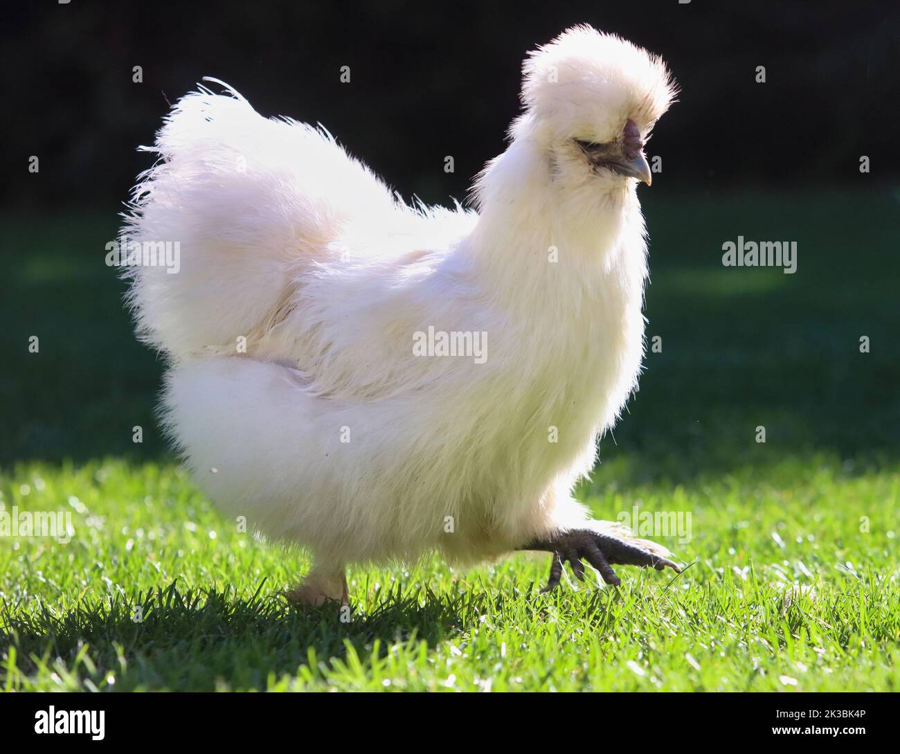 Silkie chickens on a grass, outdoor, bio farm Stock Photo - Alamy