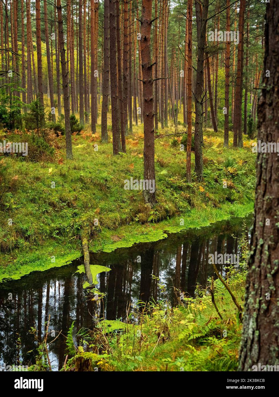 brook in a deep moody pine forest. river flow in a woods Stock Photo ...