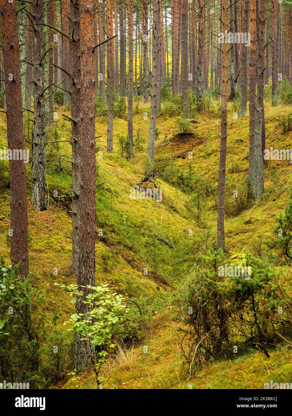 Wood season hi-res stock photography and images - Alamy