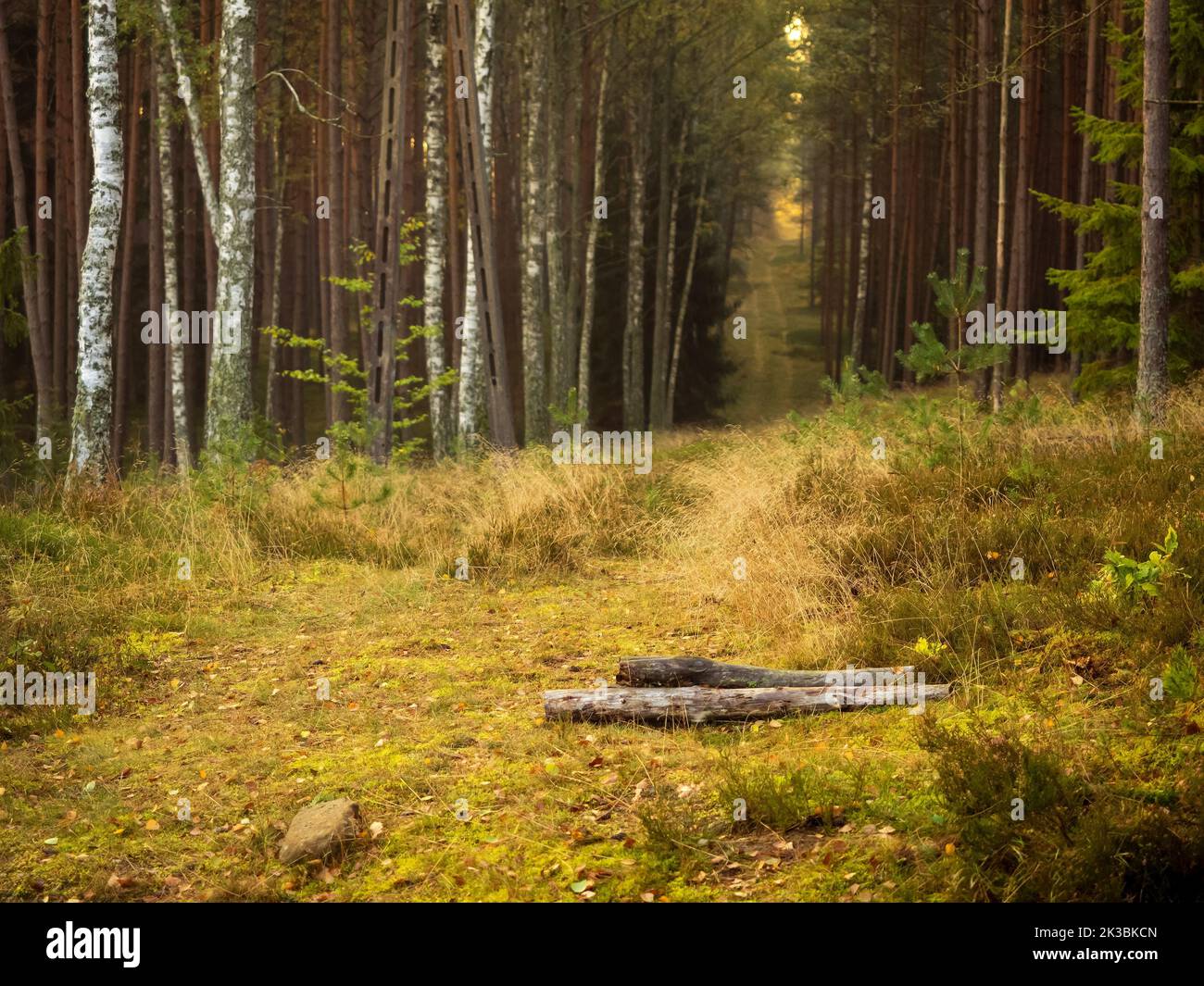 autumn pine tree deep forest, moody woods, fall season weather Stock ...