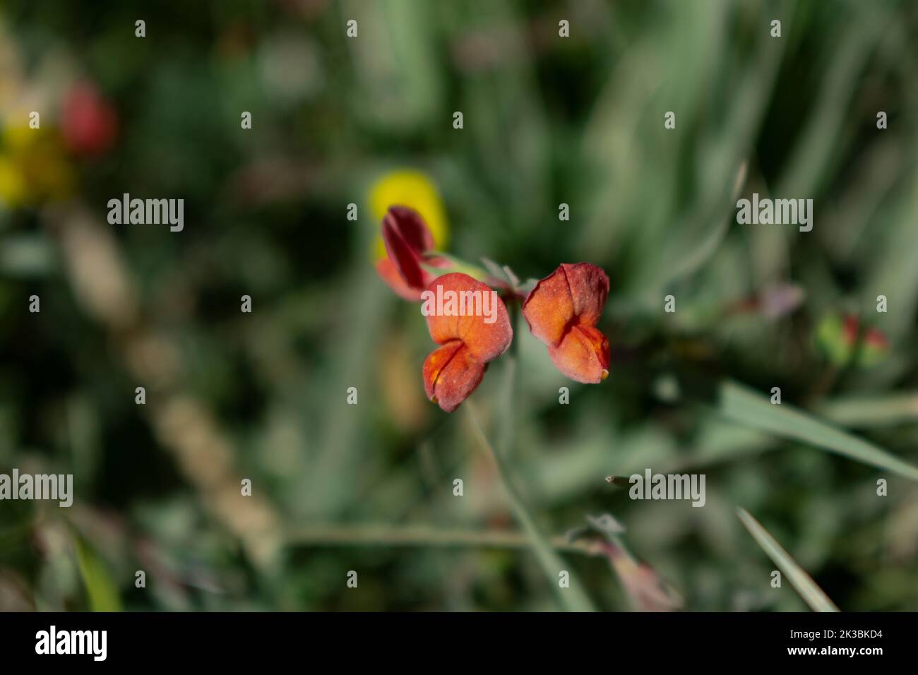 little flower cat Stock Photo - Alamy