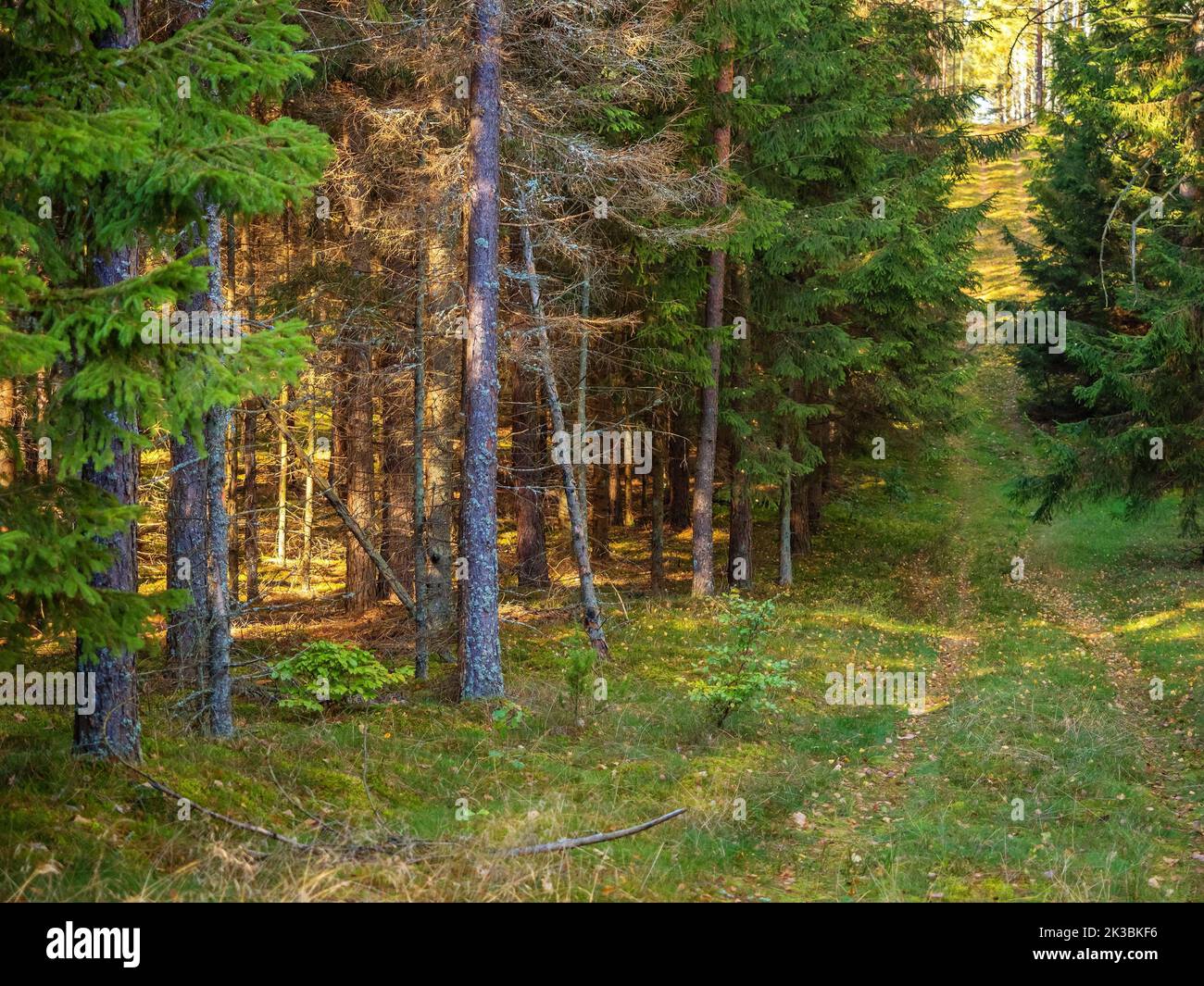 road in a autumn deep forest, hiking path in a fall season in a foggy morning Stock Photo - Alamy