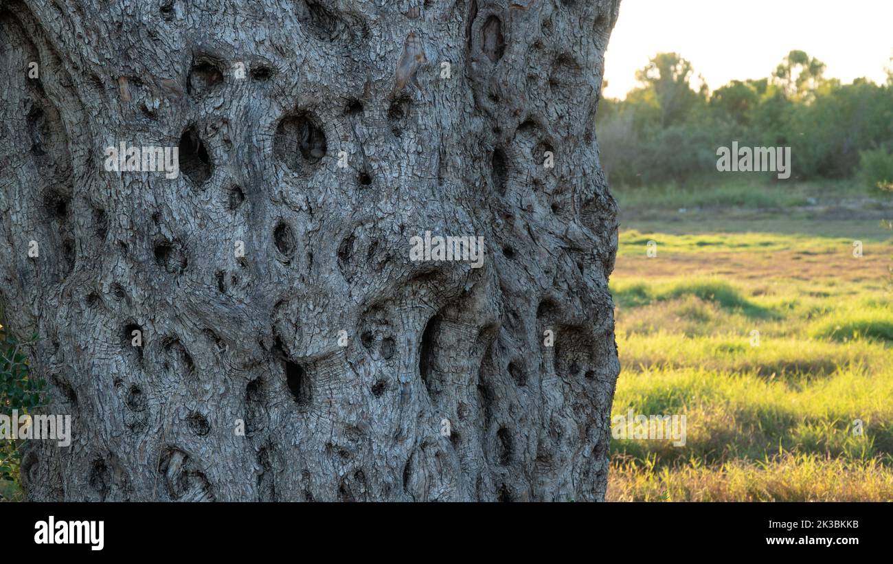 Olive tree trunk at sunset in autumn, background relief textured wood ...