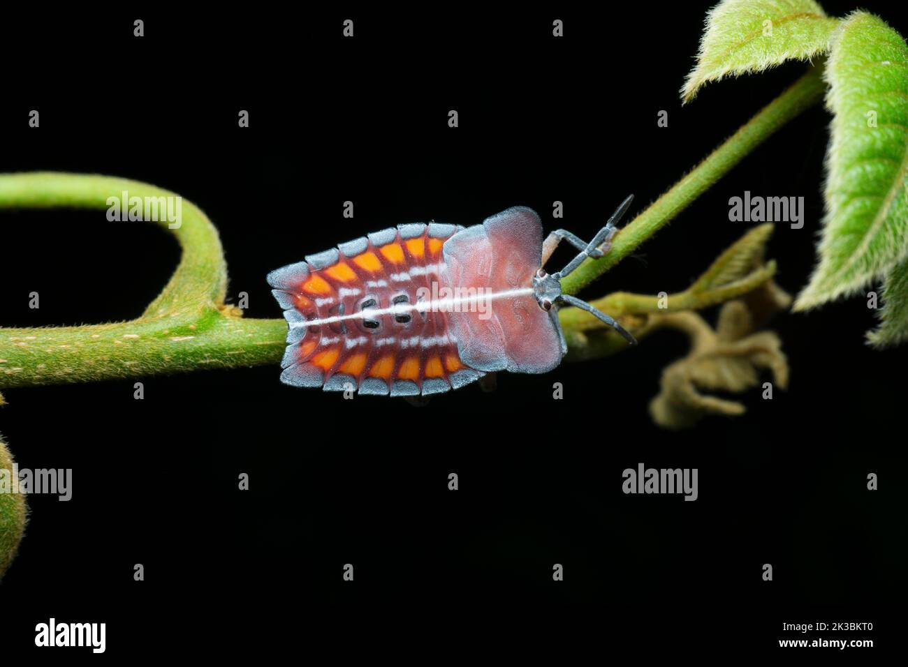 Eocanthecona furcellata hi-res stock photography and images - Alamy