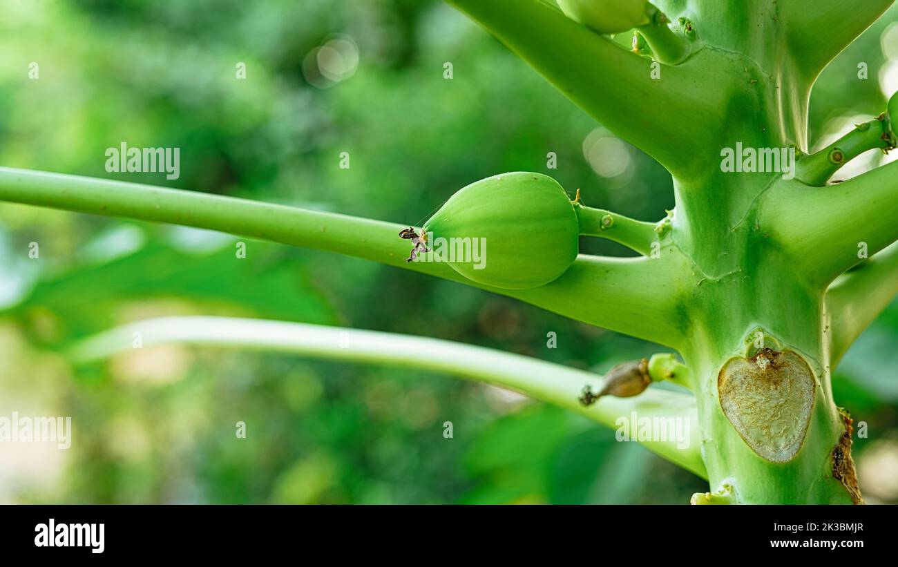 The papaya, papaw, or pawpaw is the plant Carica papaya. papaya fruit ...