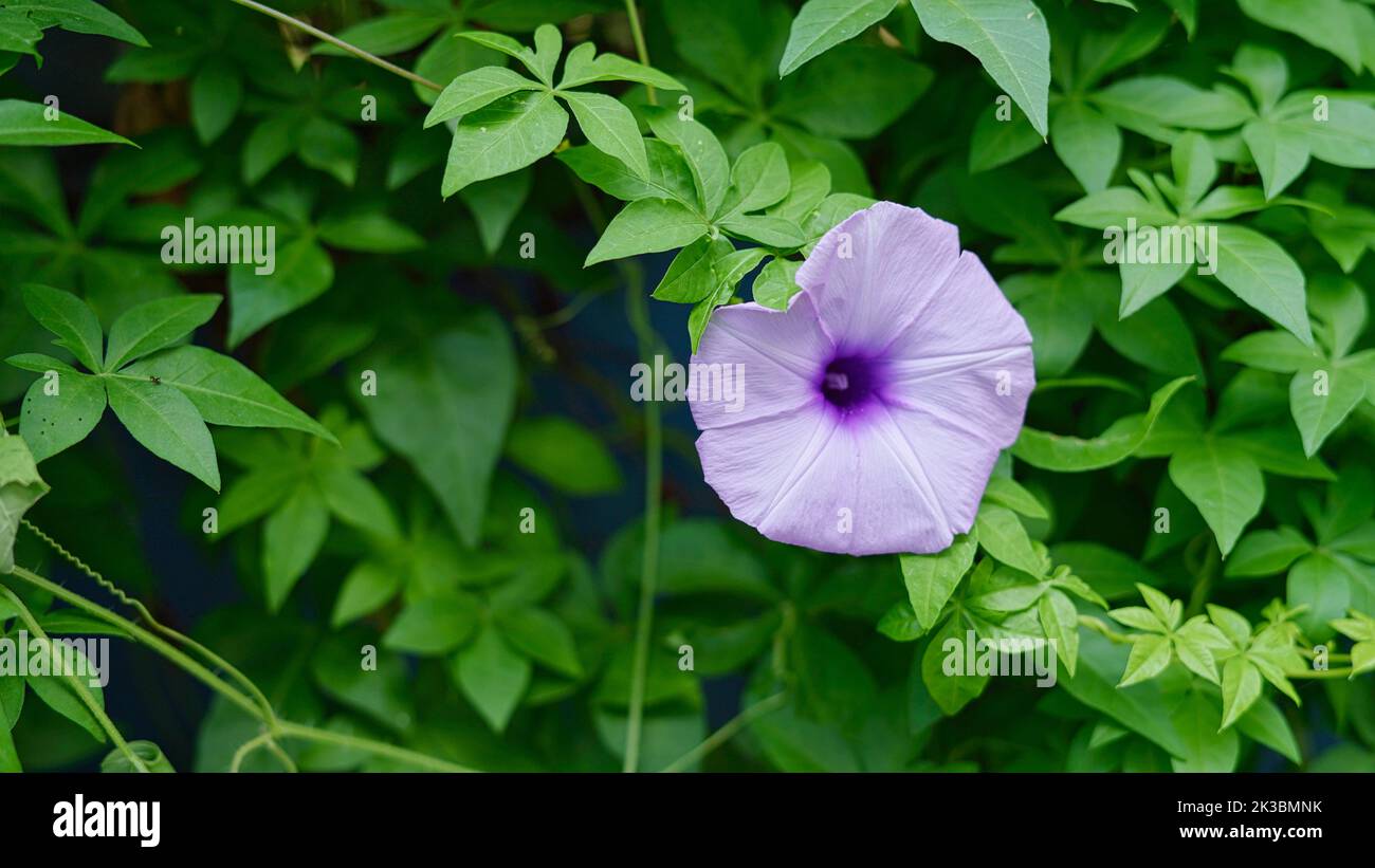 Beautiful blooming flower green leaf background. High quality photo ...