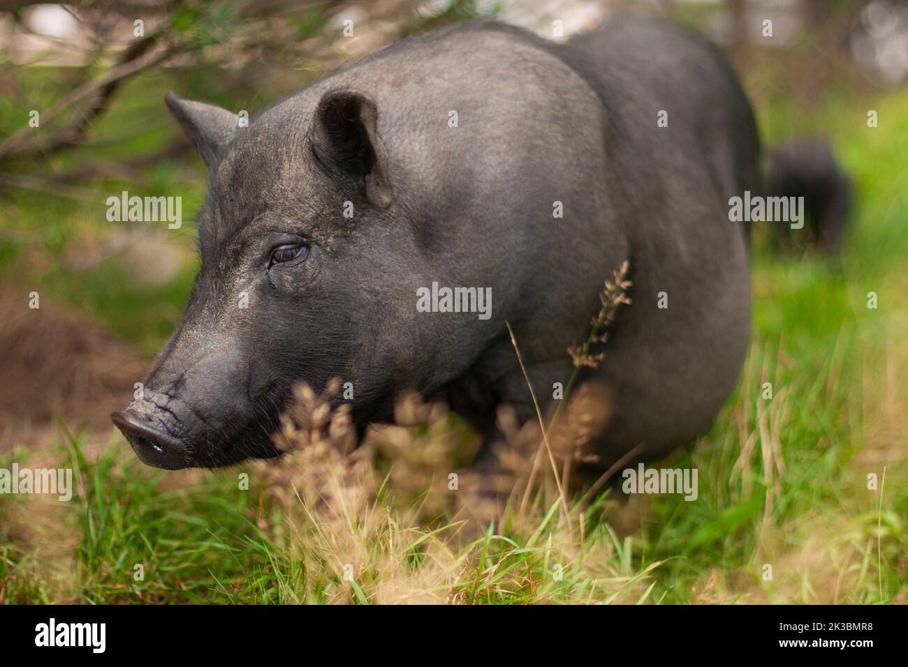 Cute adult pig farm hi-res stock photography and images - Alamy