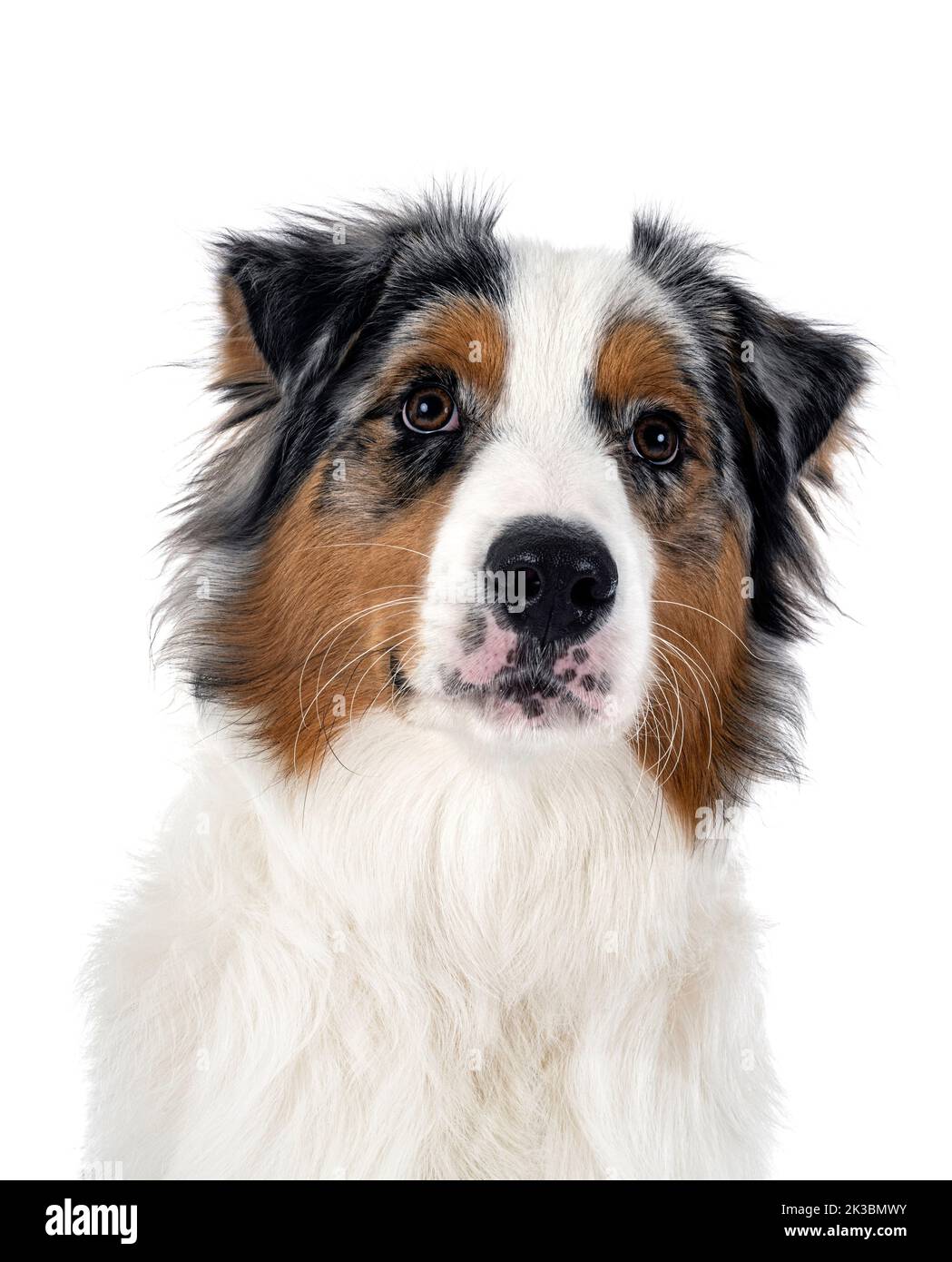 australian shepherd in front of white background Stock Photo - Alamy