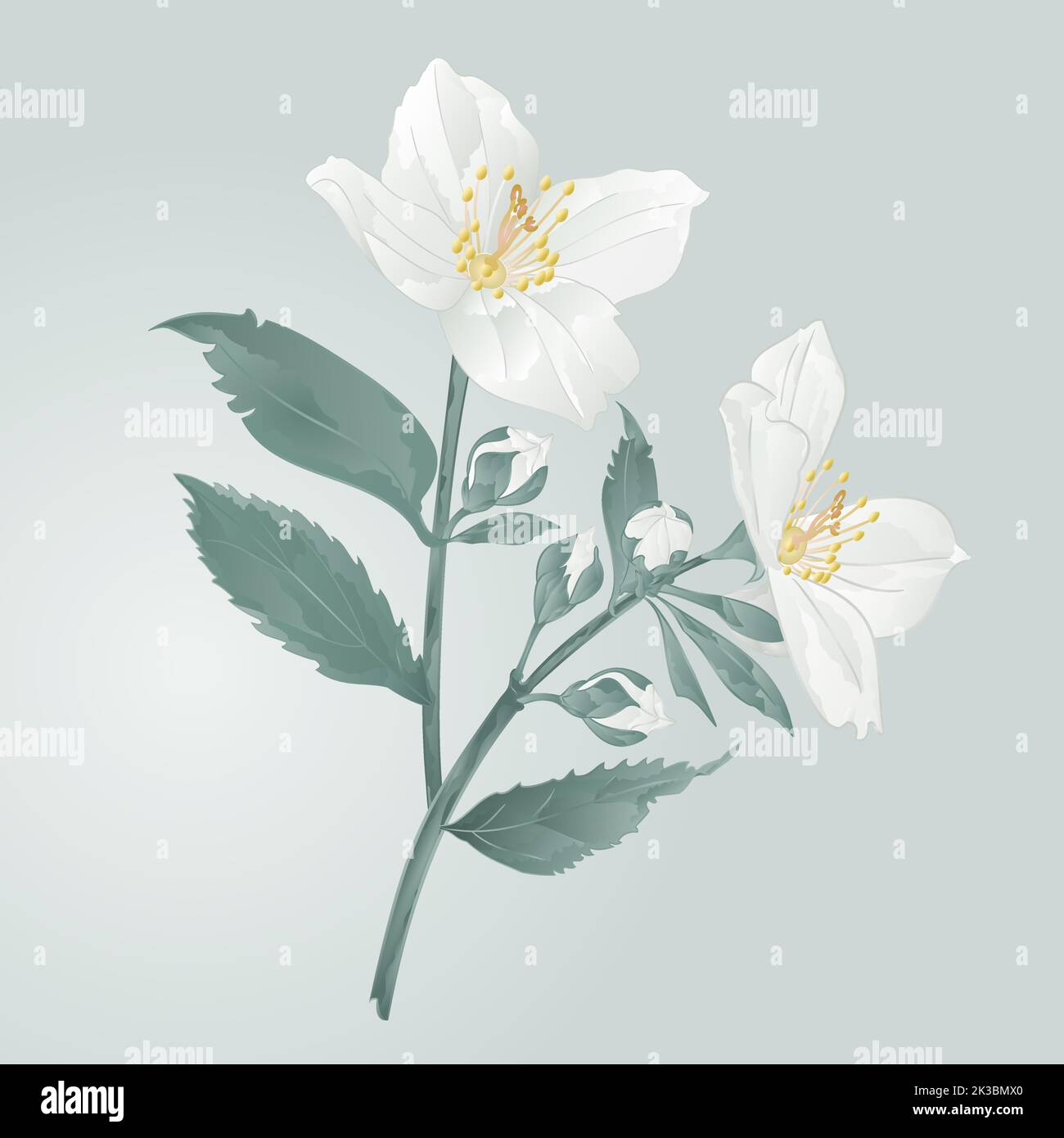 Jasmine plant leaves Stock Vector Images - Alamy