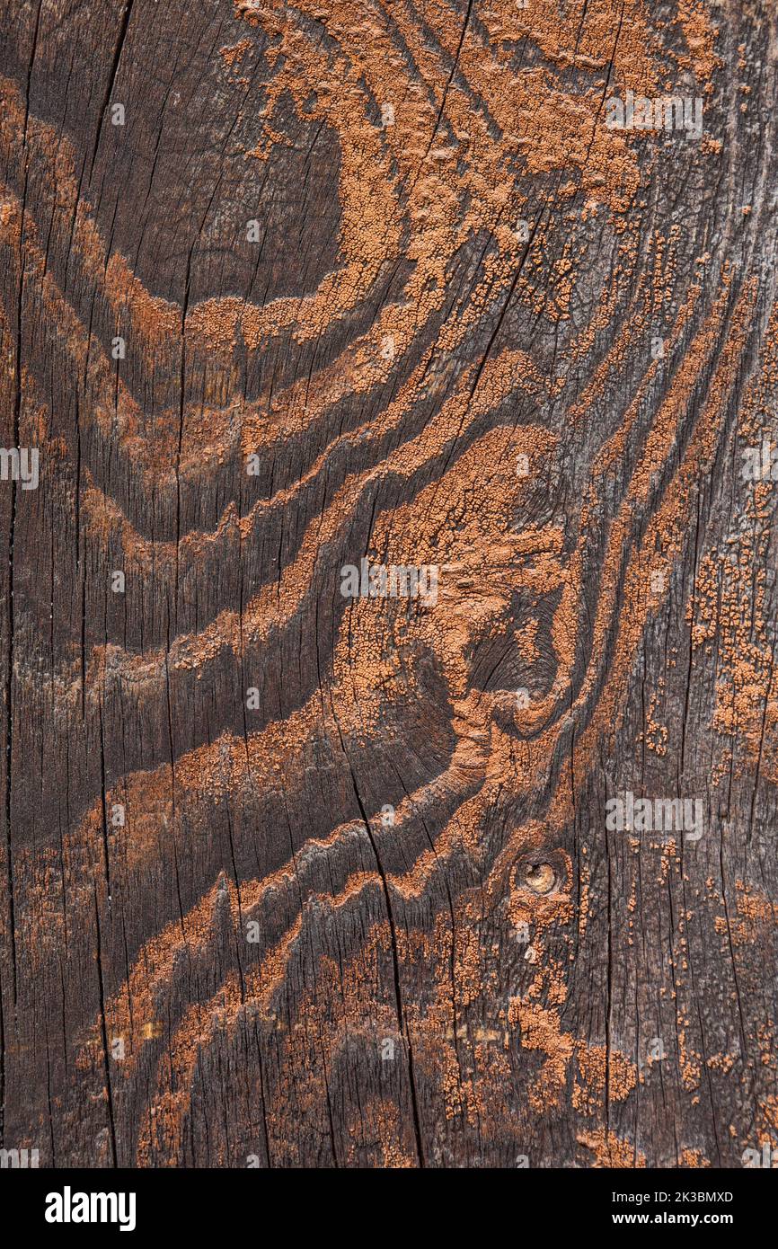 close up of wood texture with natural fibers, board material for ...