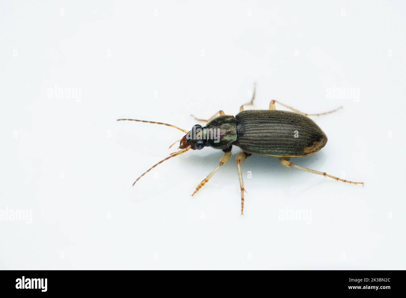 Ground beetle, Satara, Maharashtra, India Stock Photo - Alamy