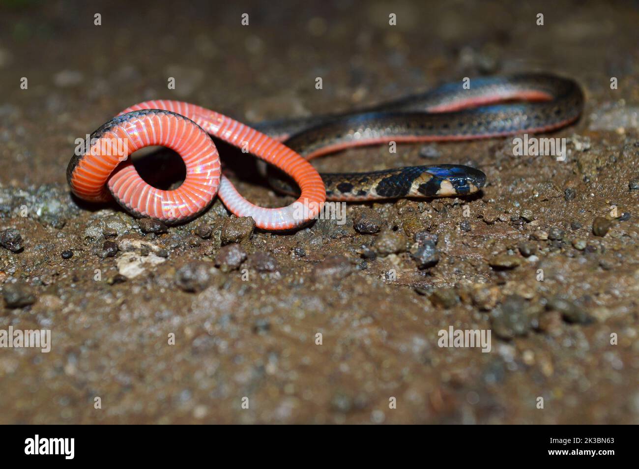 Striped coral snake, Calliophis nigrescens endemic to Western Ghats ...