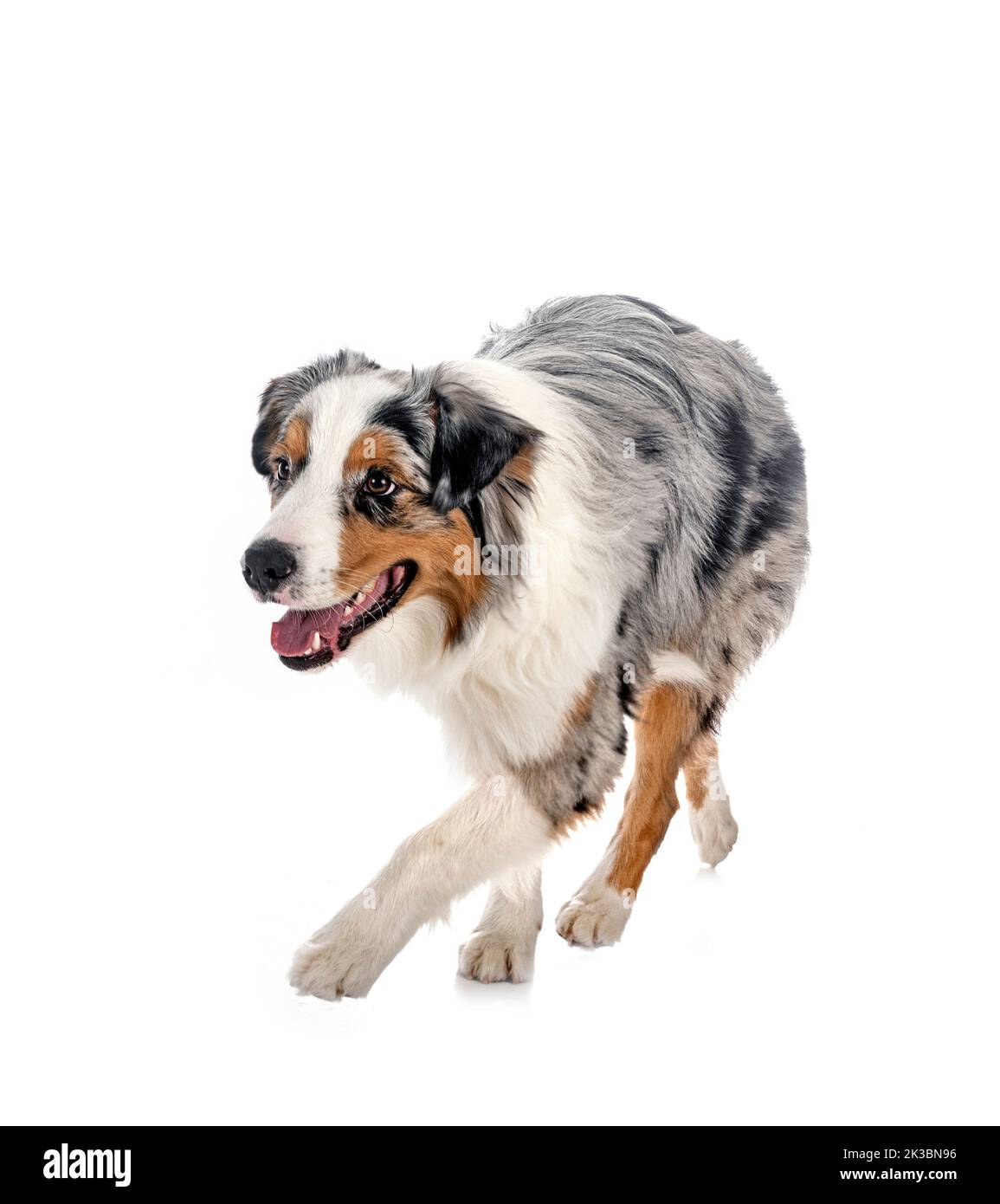 australian shepherd in front of white background Stock Photo - Alamy