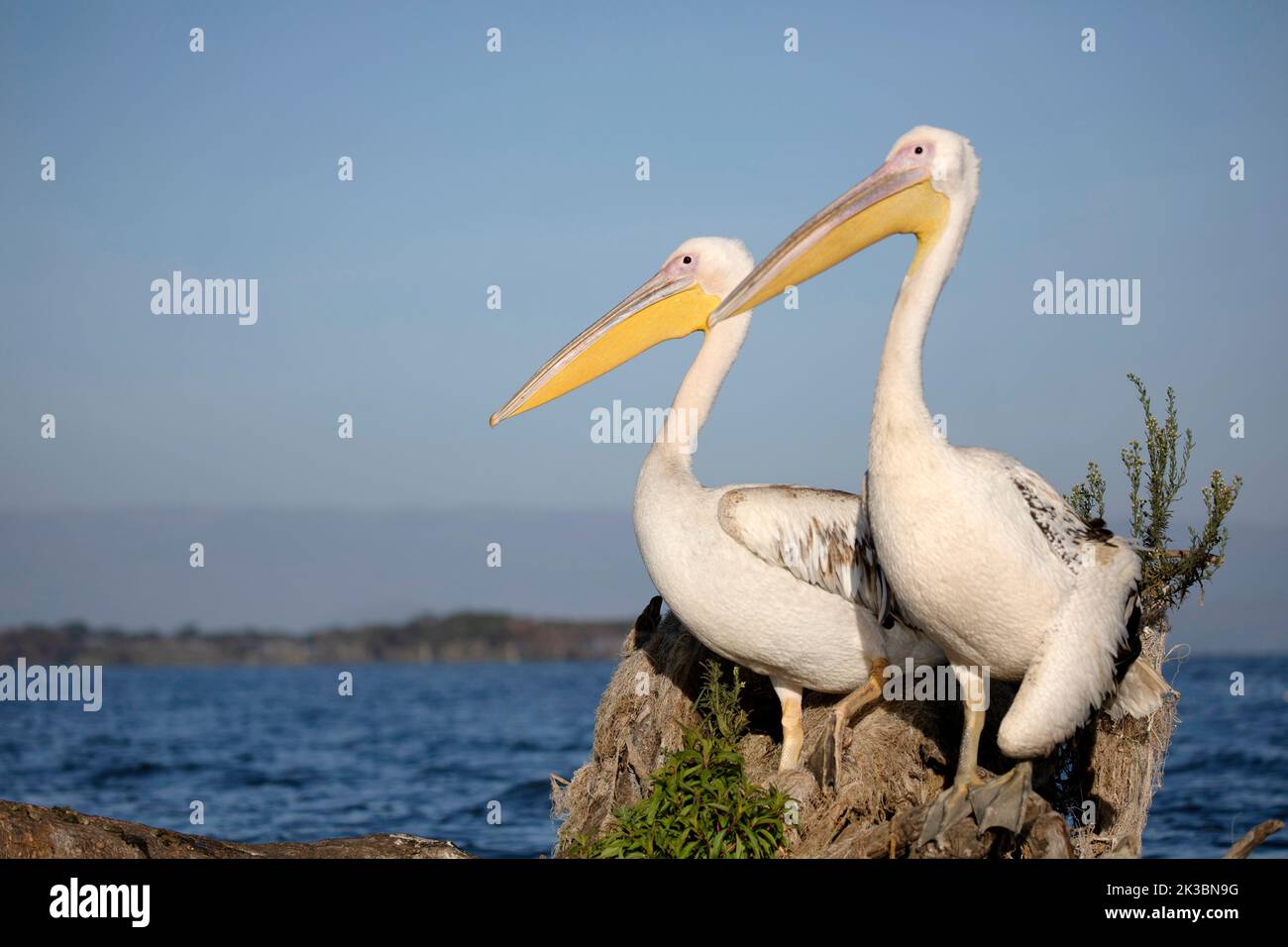 Great white pelicans, Pelecanus onocrotalus, Kenya,East Africa Stock ...