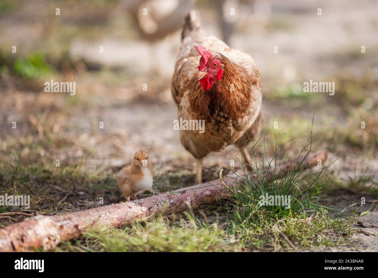 chicken mother with little chicken Stock Photo - Alamy