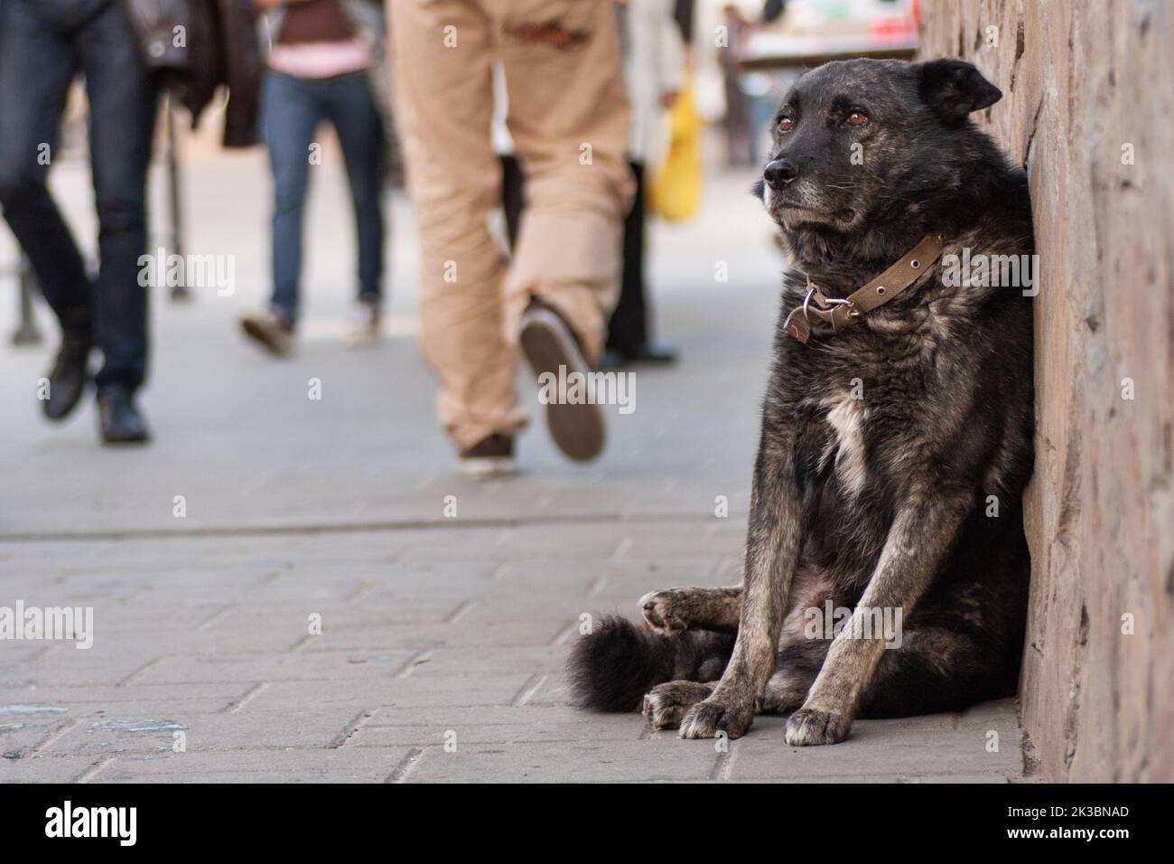 a sad homeless dog is waiting on the street Stock Photo - Alamy