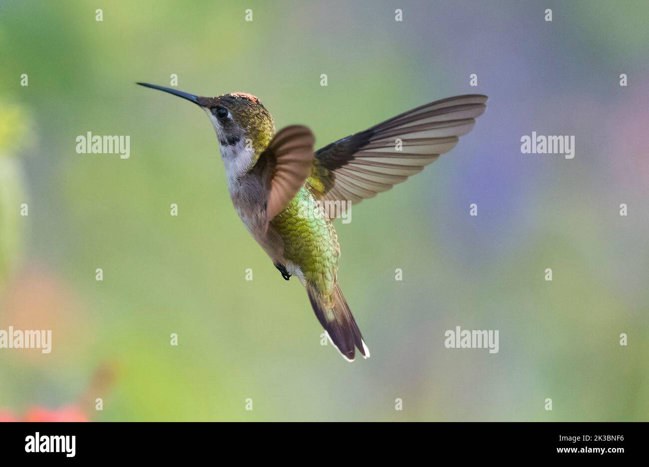 Hummingbird flying pink flowers hi-res stock photography and images - Alamy