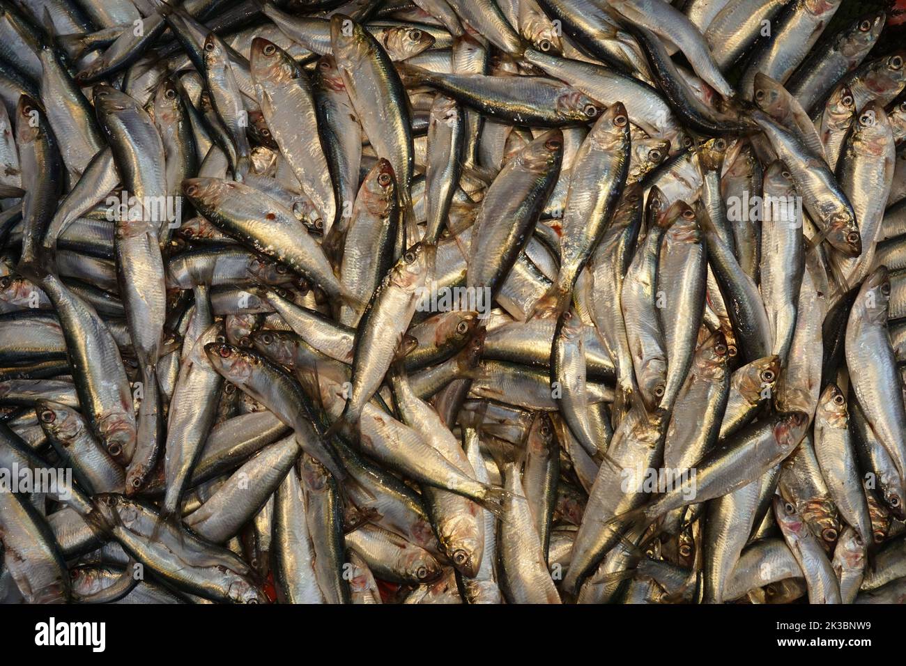 sardine fish at the fisherman's stall, istanbul, turkey Stock Photo - Alamy
