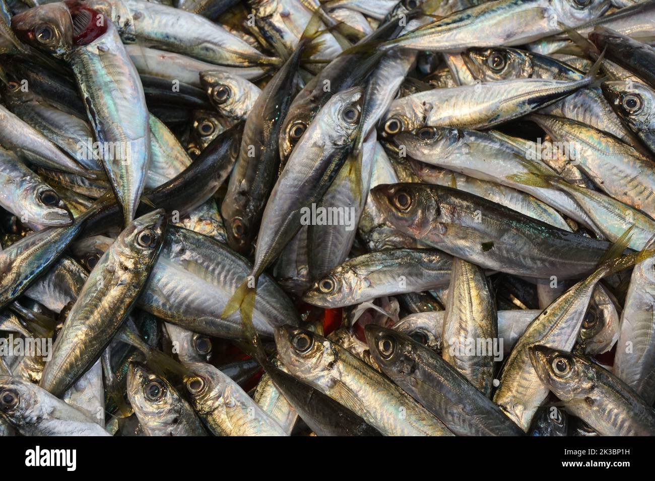 sardine fish at the fisherman's stall, istanbul, turkey Stock Photo - Alamy