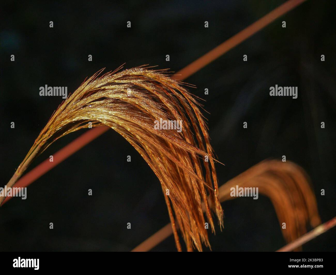 Golden flower-head drooping catching early morning sun against dark ...